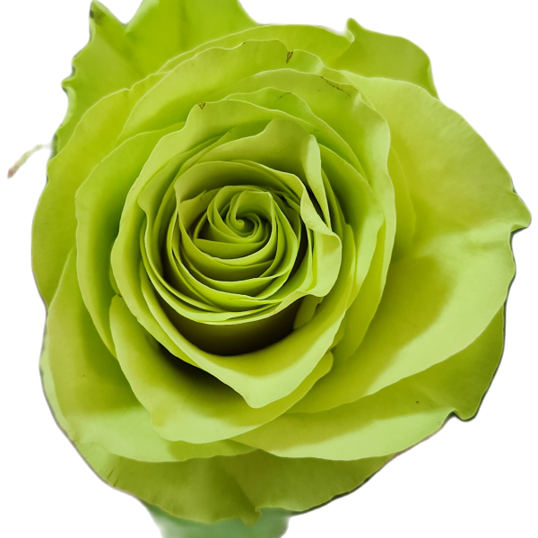 GREEN GENERATION – FONTANA LIMITED