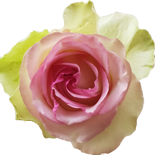 PINK JOURNEY – FONTANA LIMITED