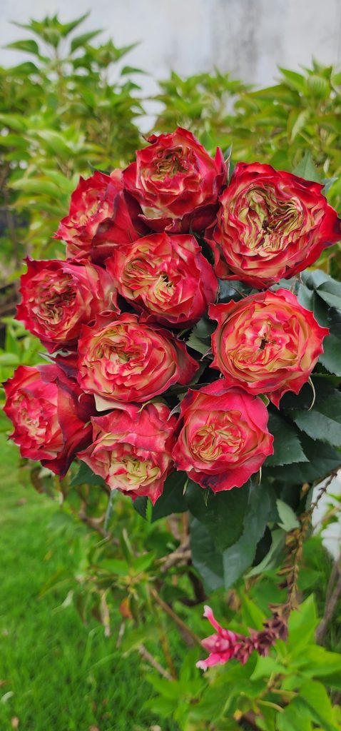 GARDEN ROSES – FONTANA LIMITED